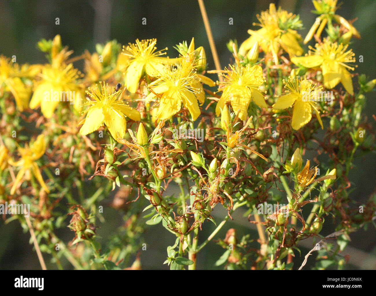 bloom blossom Stock Photo - Alamy