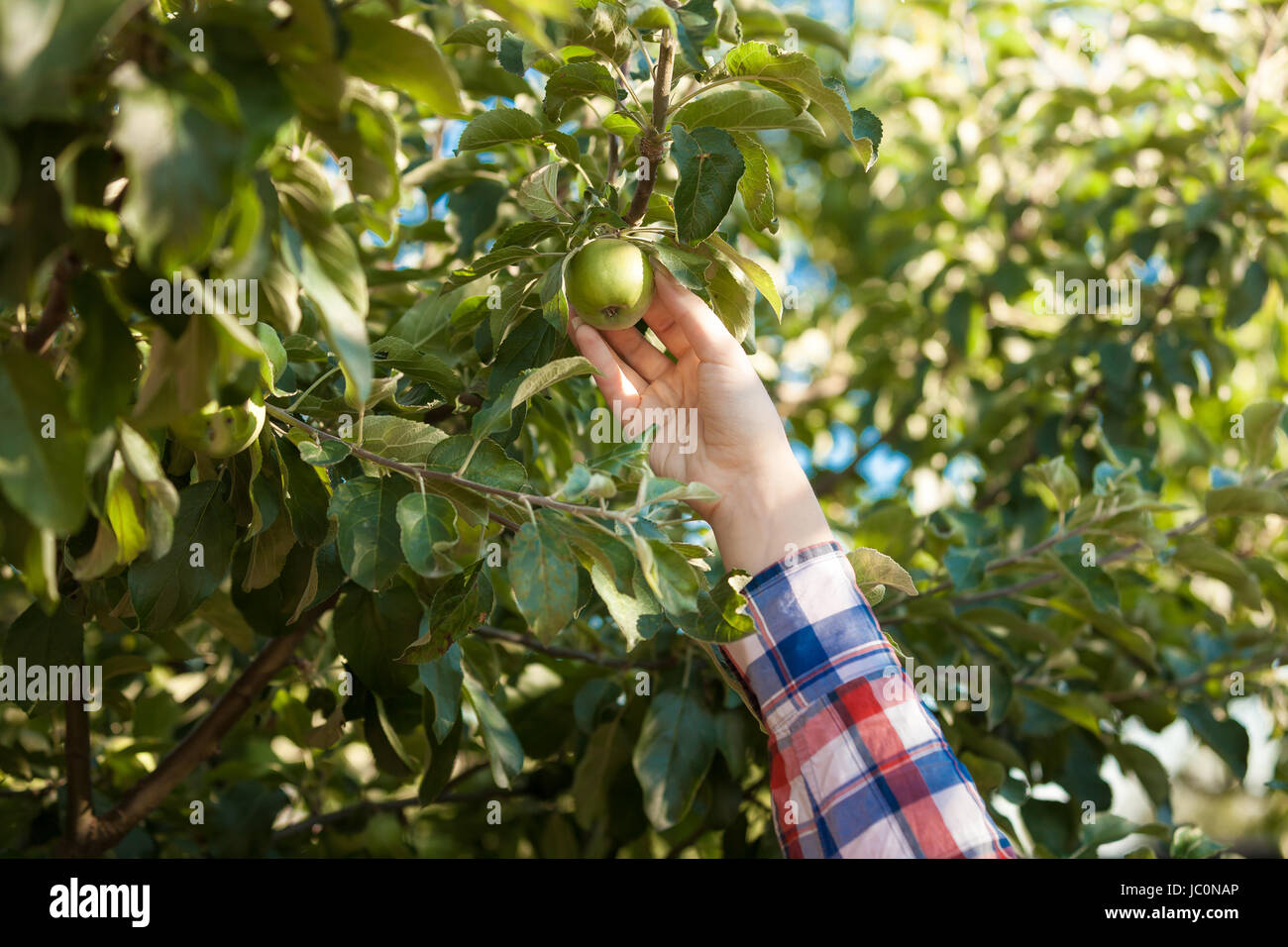 Closeup photo of woman picking green apple from tree Stock Photo - Alamy