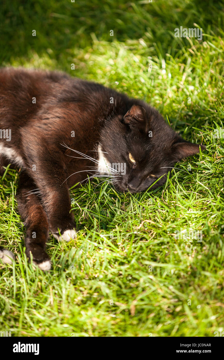 Black cat relaxing at sun rays on grass Stock Photo - Alamy