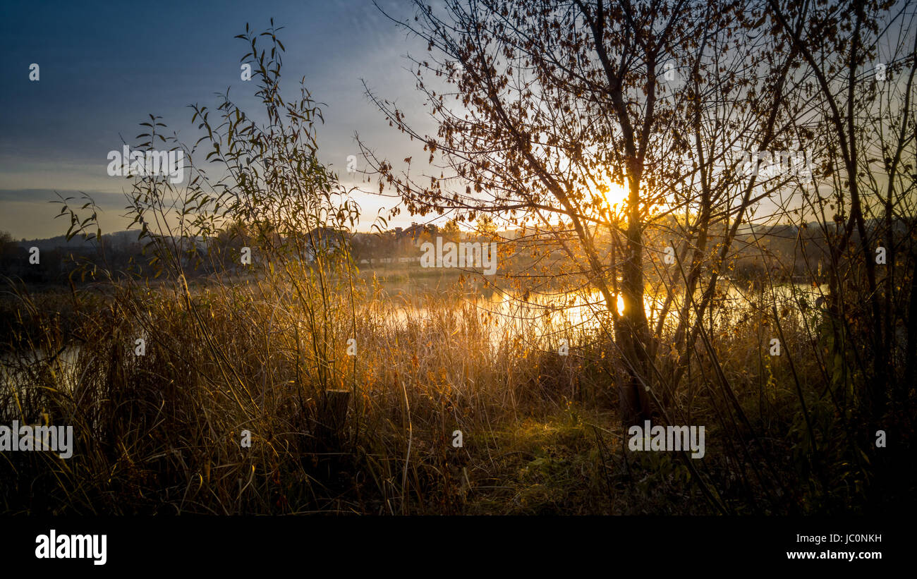 Beautiful view of sun shining through tree growing at lake Stock Photo ...