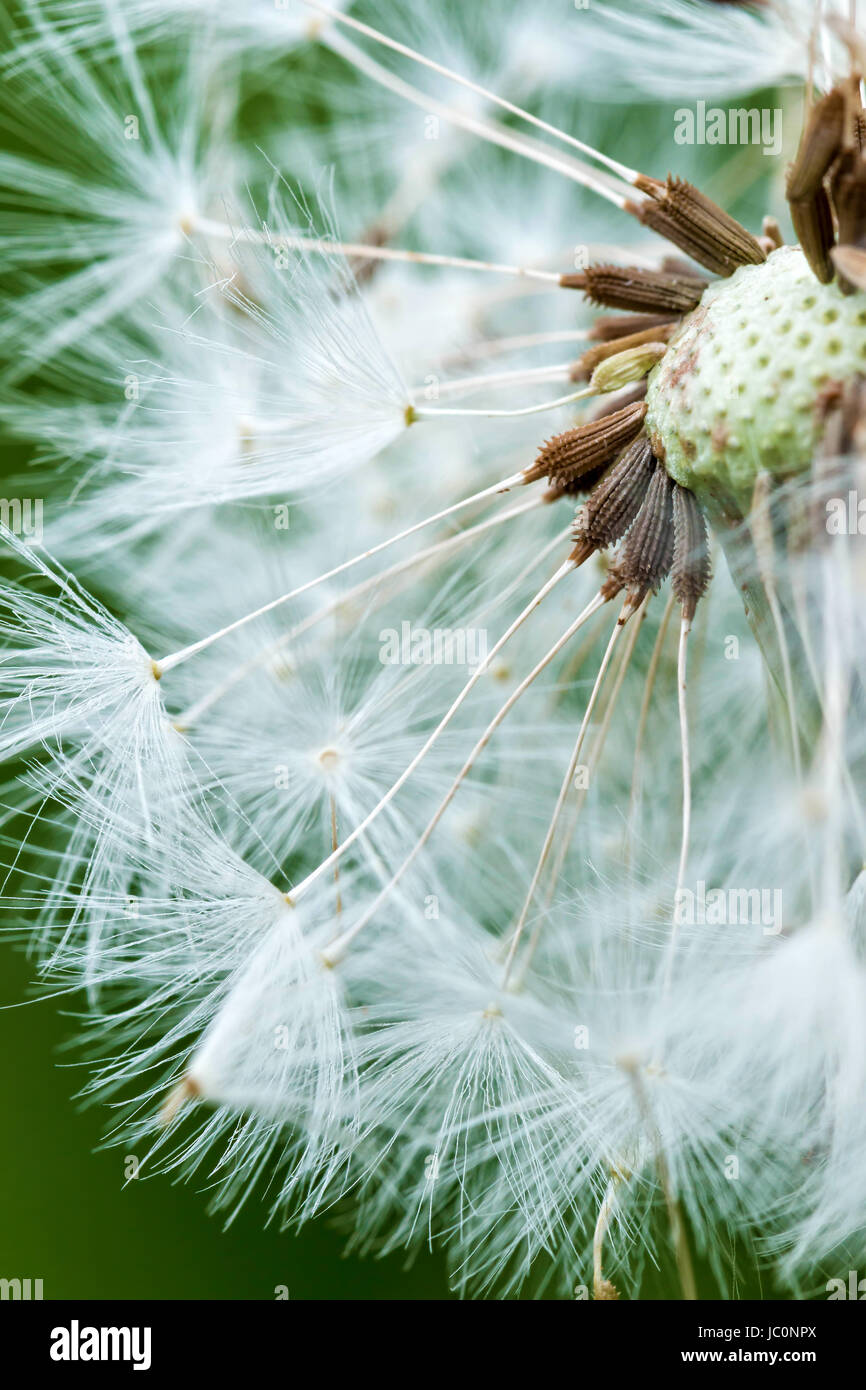 Dandelion inside,macro photography in spring Stock Photo - Alamy