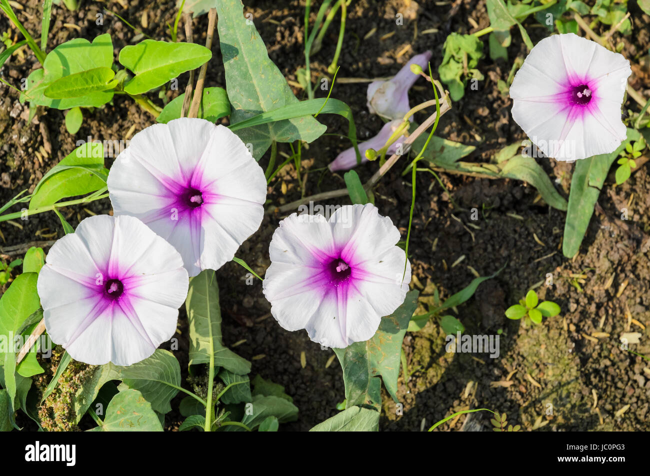 Chinese convolvulus hi-res stock photography and images - Alamy