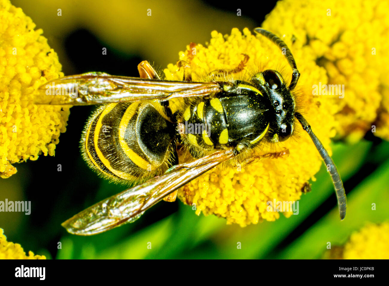 Paravespula vulgaris hi-res stock photography and images - Alamy