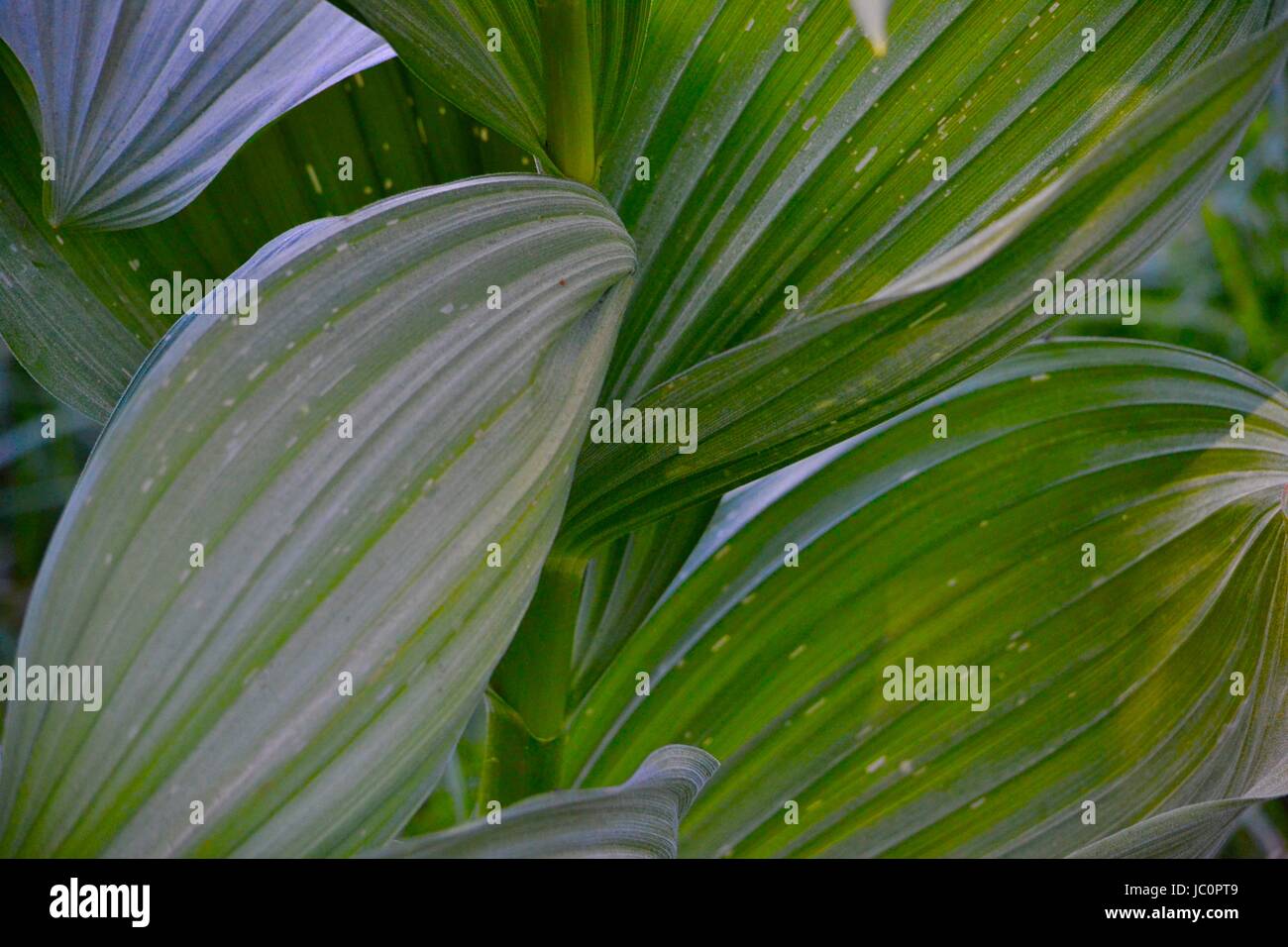 Abstract palm detail hi-res stock photography and images - Alamy