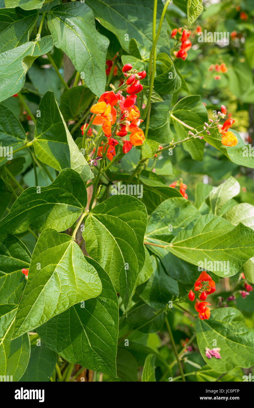 Feuerbohnen (Phaseolus coccineus) blühend Stock Photo - Alamy