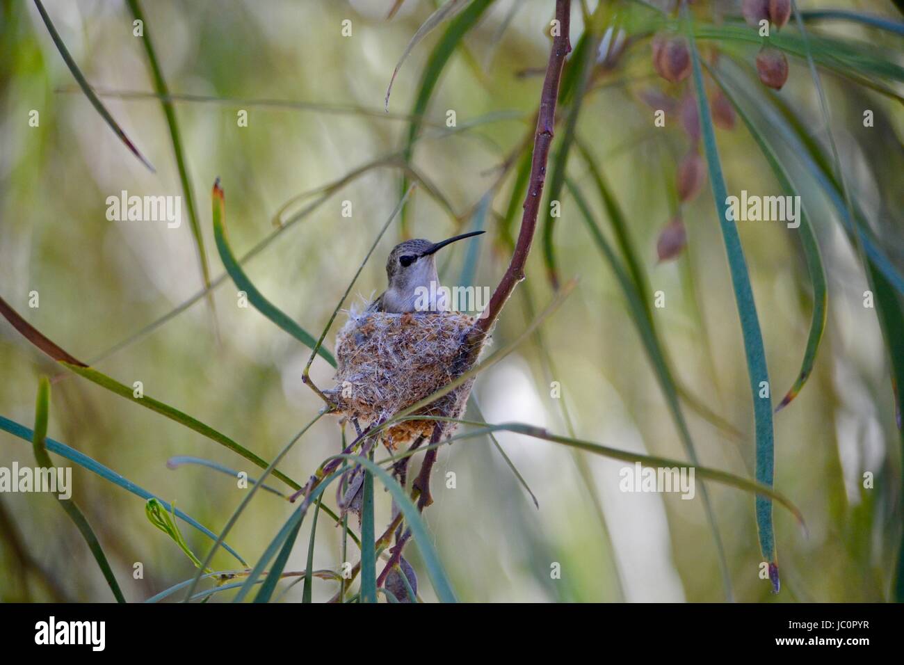 hummingbird in nest Stock Photo - Alamy