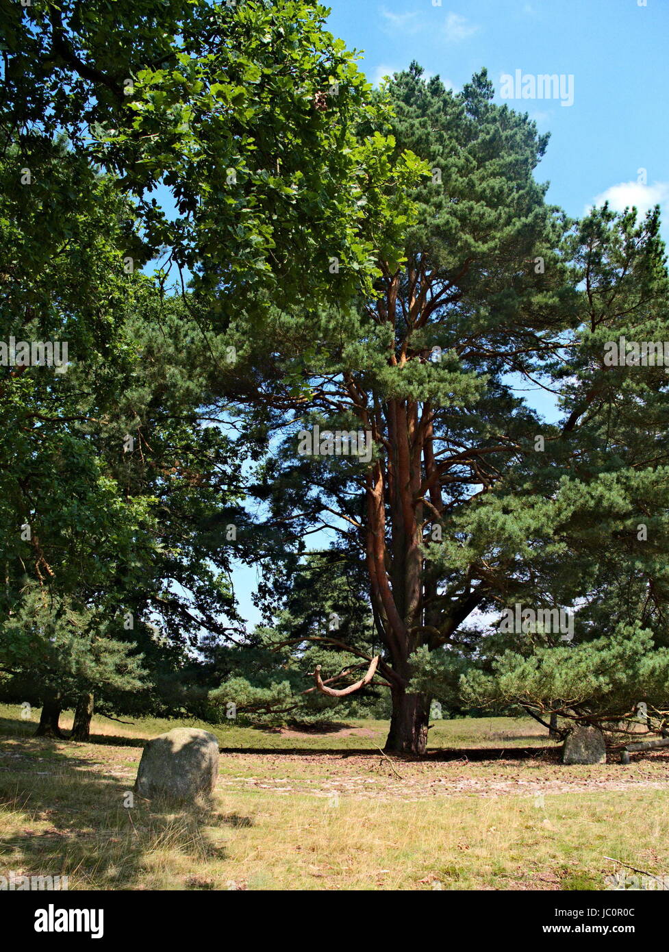 alter baum großer baum Stock Photo - Alamy