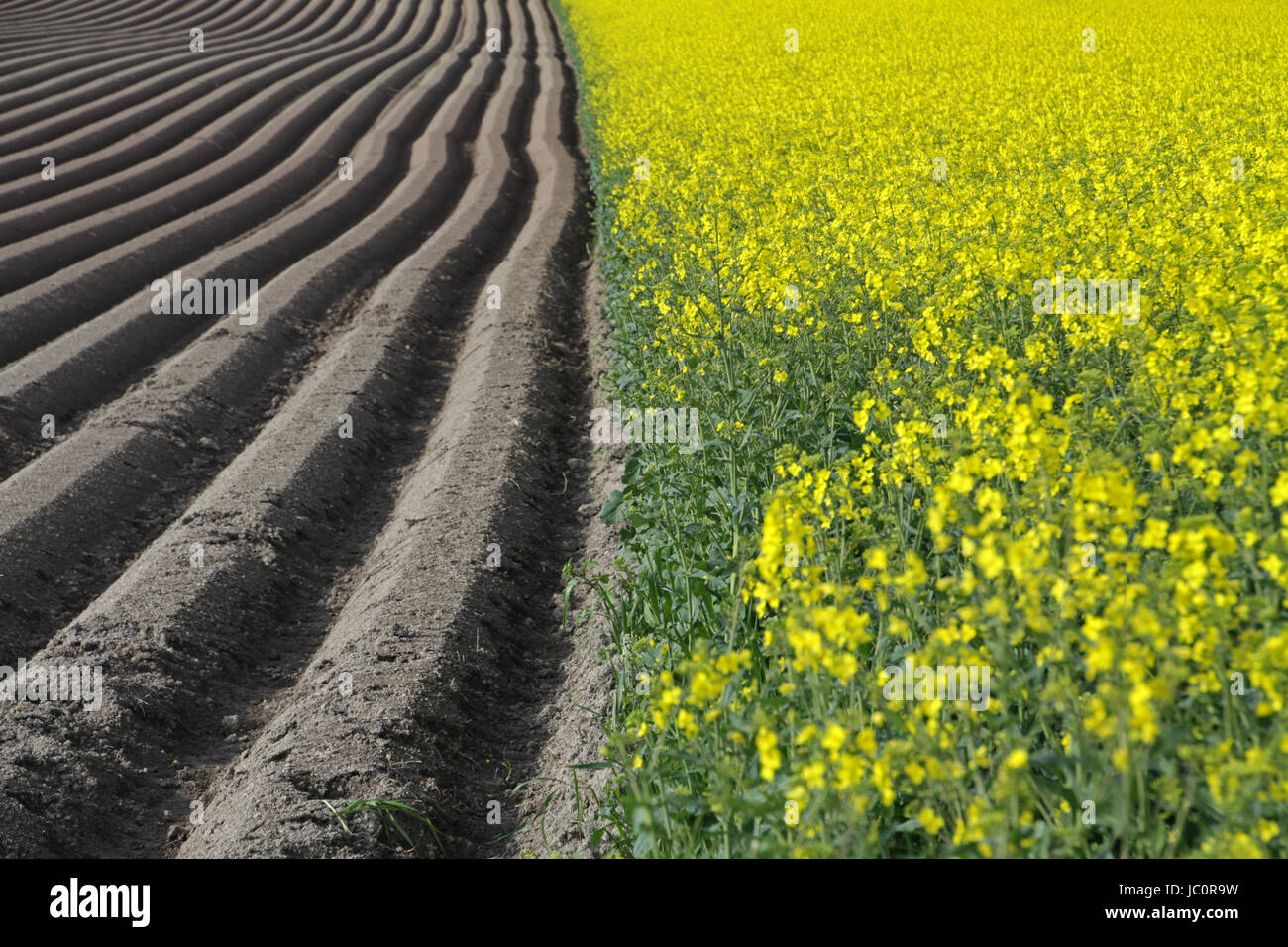 Ackerfurchen für Karottenanbau Stock Photo - Alamy