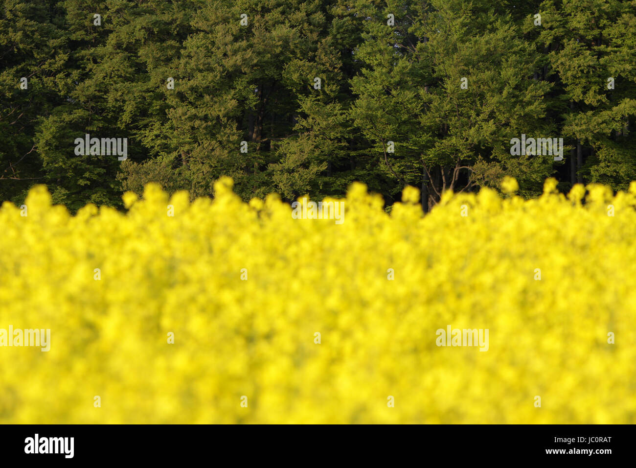 Raps brassica napus hi-res stock photography and images - Alamy