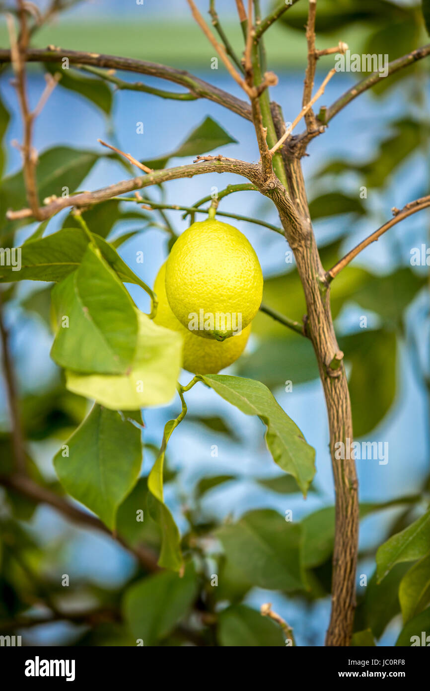 Fresh ripe lemon growing on tree at garden Stock Photo - Alamy