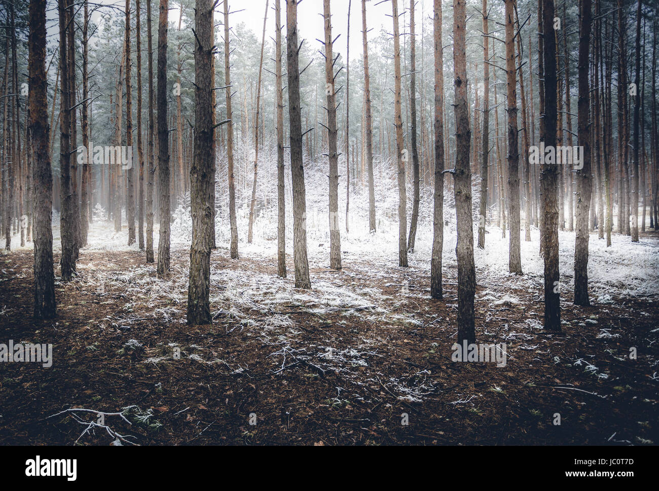 Landscape of spooky winter forest covered by mist Stock Photo - Alamy