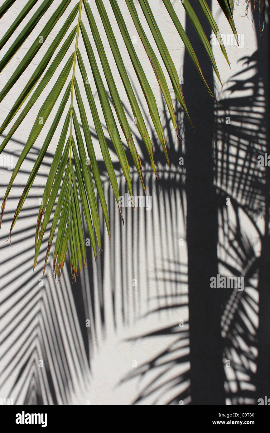 Palm frond hanging hi-res stock photography and images - Alamy