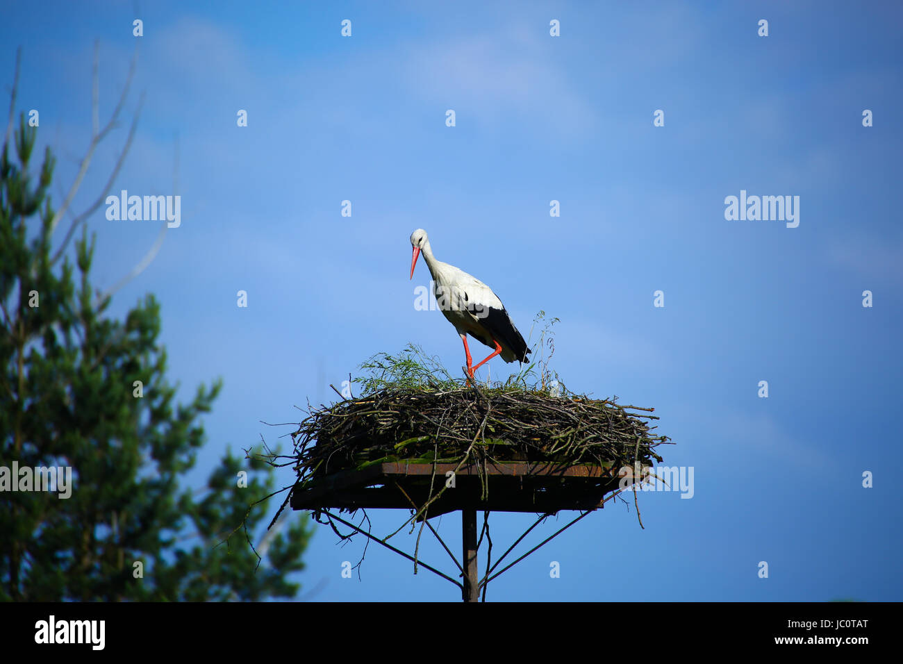 Storks built up high lairs for their offspring in Kampinos National ...