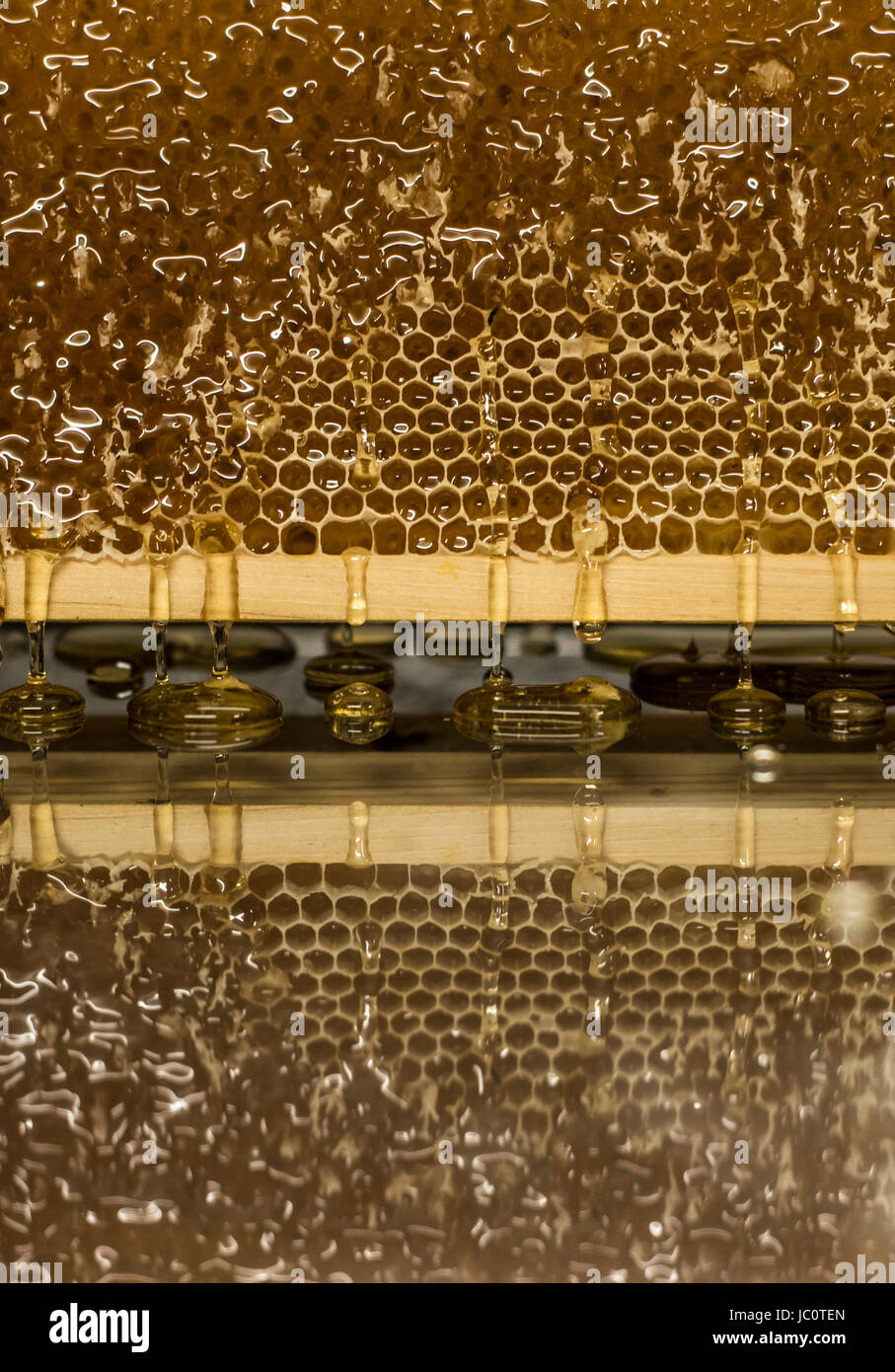 Glossy yellow golden honey comb reflection mirror sweet honey drips ...