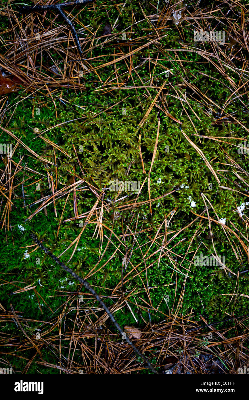 Closeup texture of fresh grass and moss growing at forest Stock Photo ...