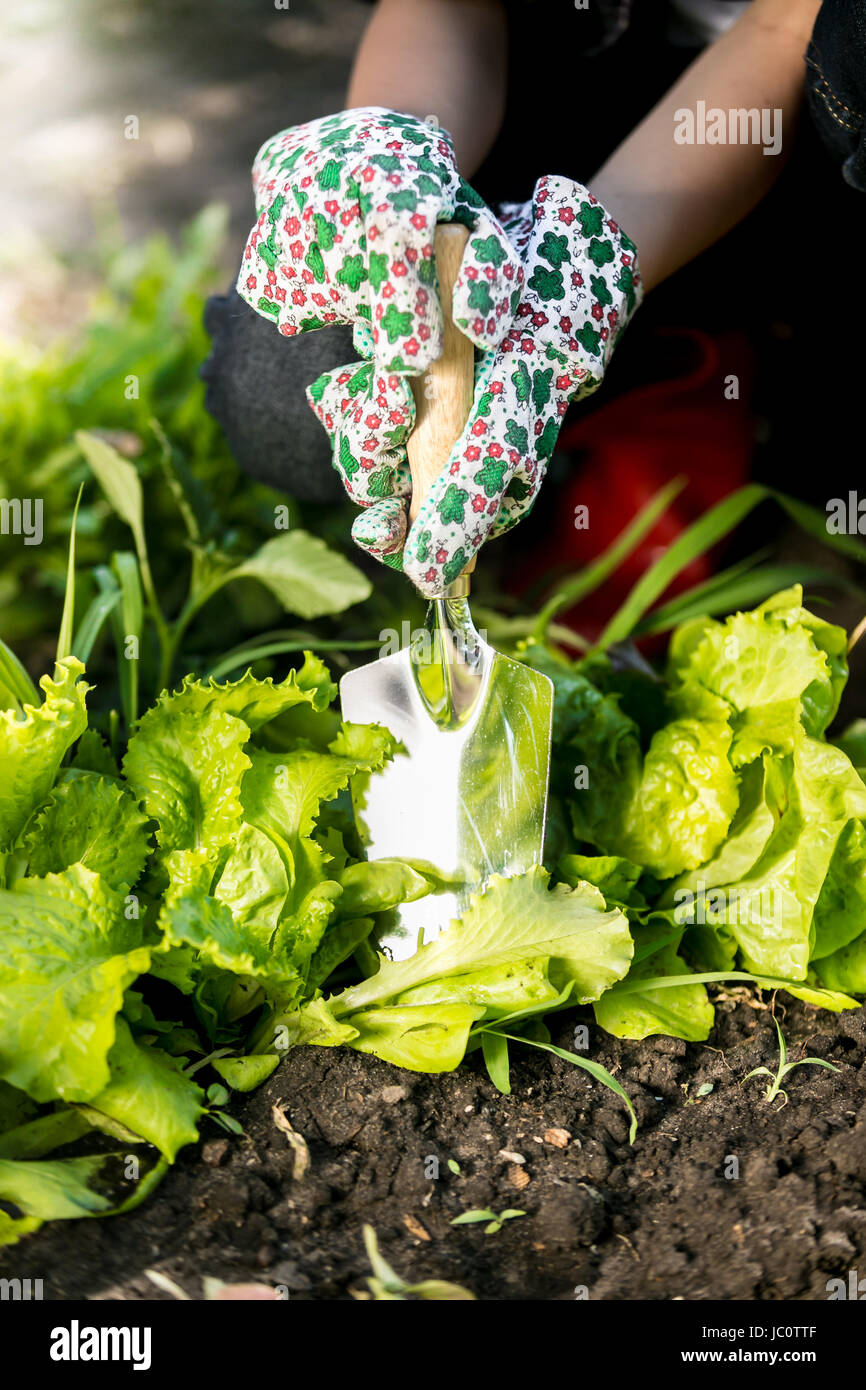Closeup photo of woman spud lettuce garden bed with metal spade Stock ...