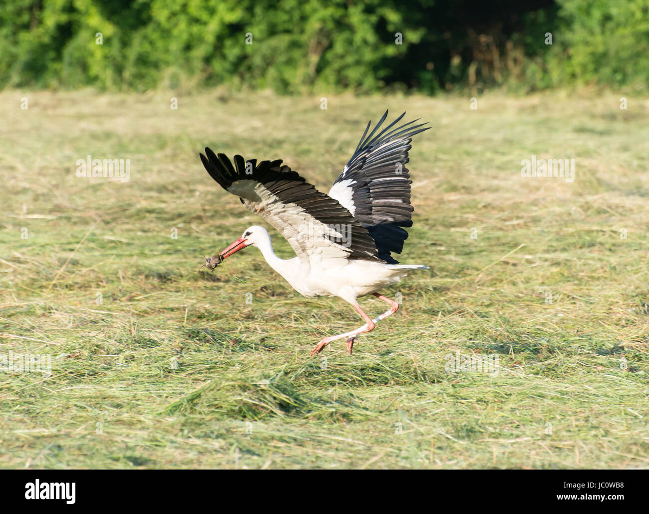 A white stork that has catched a mole Stock Photo - Alamy