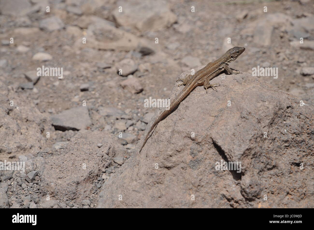 Kanareneidechse, eidechse, echse, gallotia, tier, kriechtier, teneriffa ...