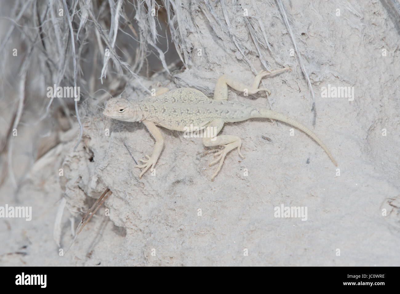 Bleached Earless lizard, (Holbrookia maculata ruthveni), White Sands ...