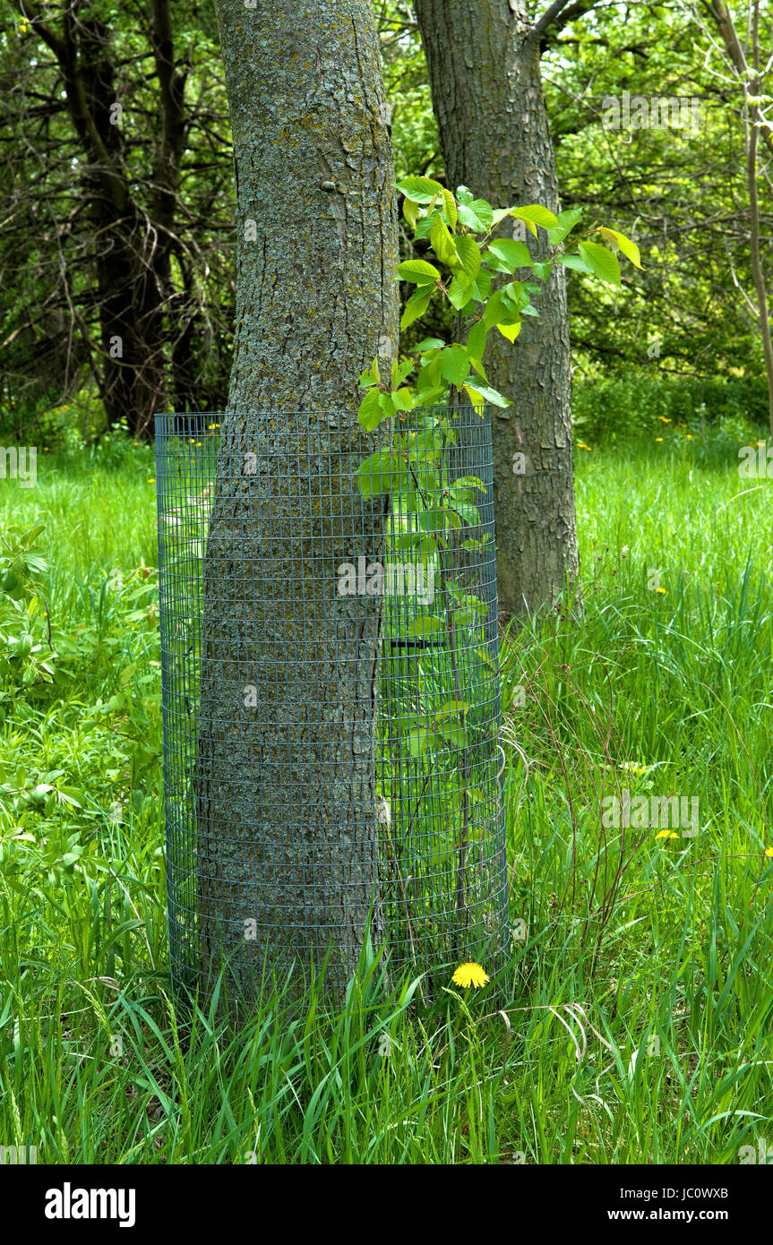 Protecting wood from pests, beavers and rabbits Stock Photo - Alamy