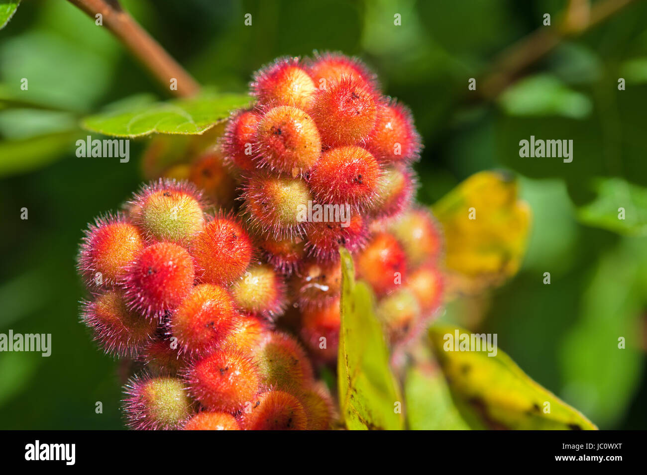 Red, orange and yellow berries with needles hanging on a branch in the ...