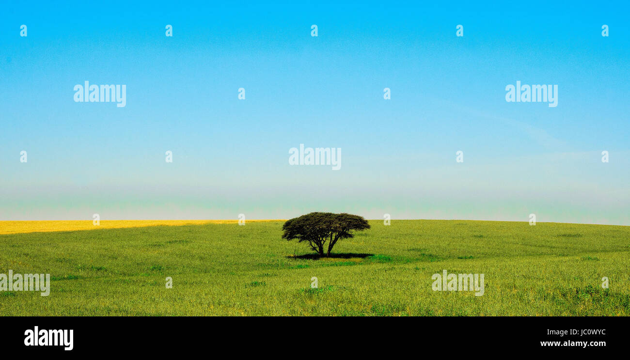 lonely tree among green fields away another field with wheat Stock ...