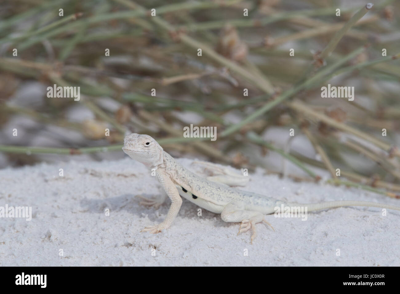 Bleached Earless lizard, (Holbrookia maculata ruthveni), White Sands ...