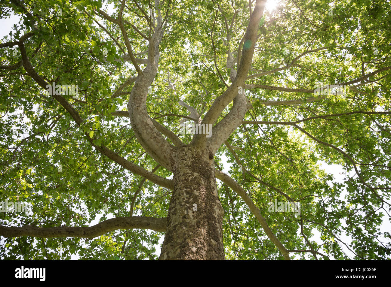 Large plane tree hi-res stock photography and images - Alamy