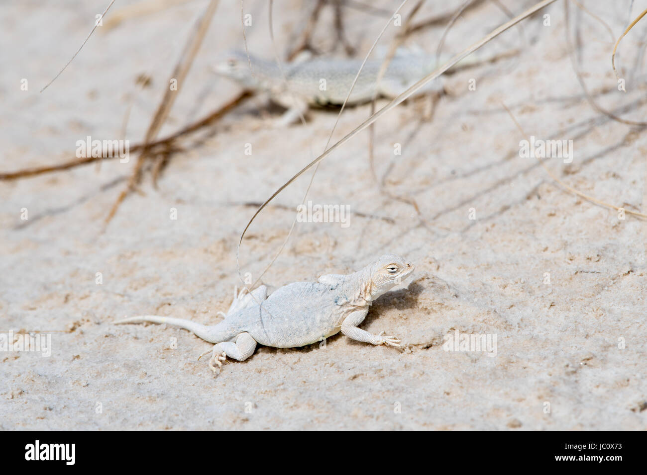 Bleached Earless lizard, (Holbrookia maculata ruthveni), White Sands ...