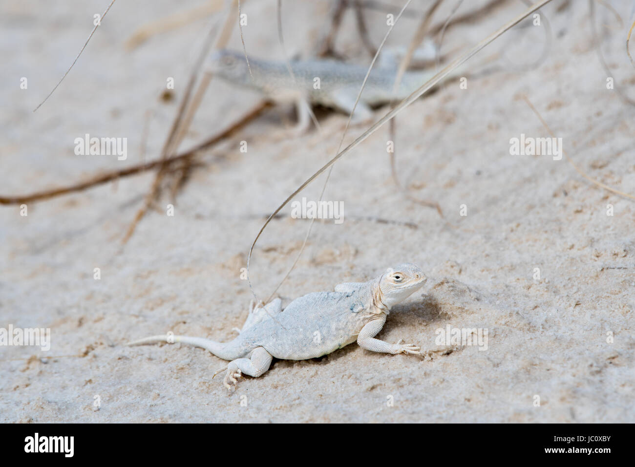Bleached Earless lizard, (Holbrookia maculata ruthveni), White Sands ...