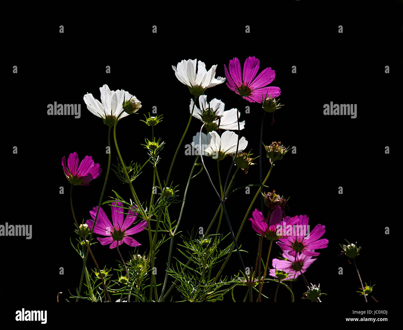 Kosmeen hi-res stock photography and images - Alamy