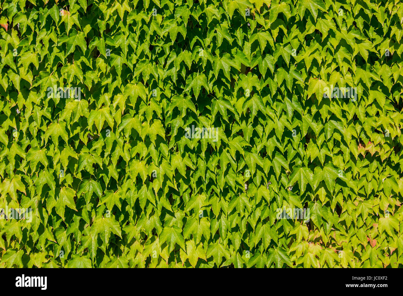 background of ivy leaves Stock Photo - Alamy