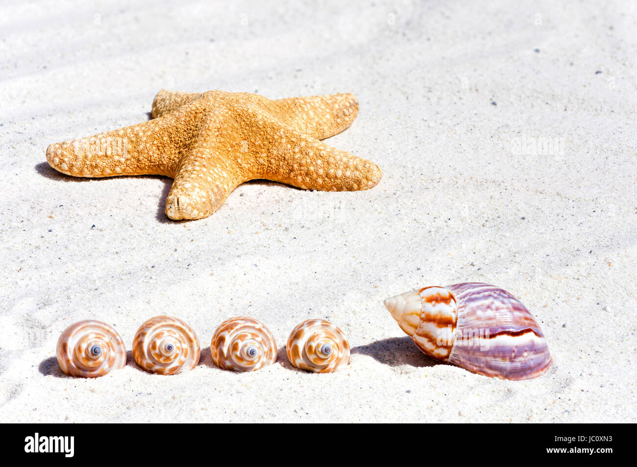 Seestern und Muscheln liegen am Sandstrand mit Textfreiraum Stock Photo ...