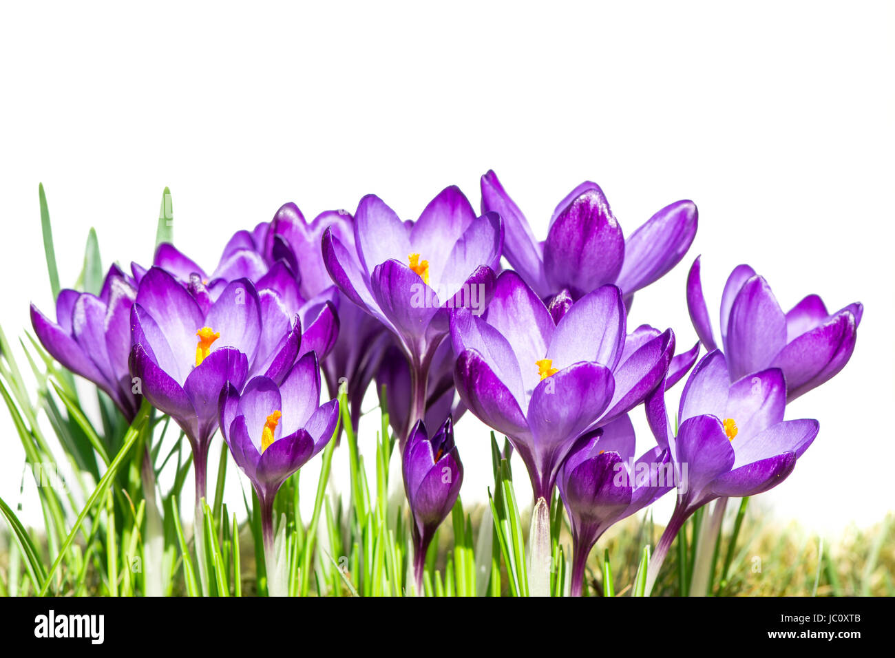 A group of isolated purple crocus flowers Stock Photo - Alamy