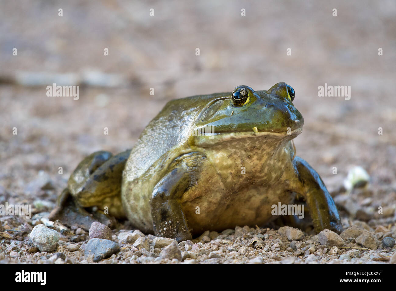 American Bullfrog, (Lithobates catesbeianus), Bosque del Apache ...