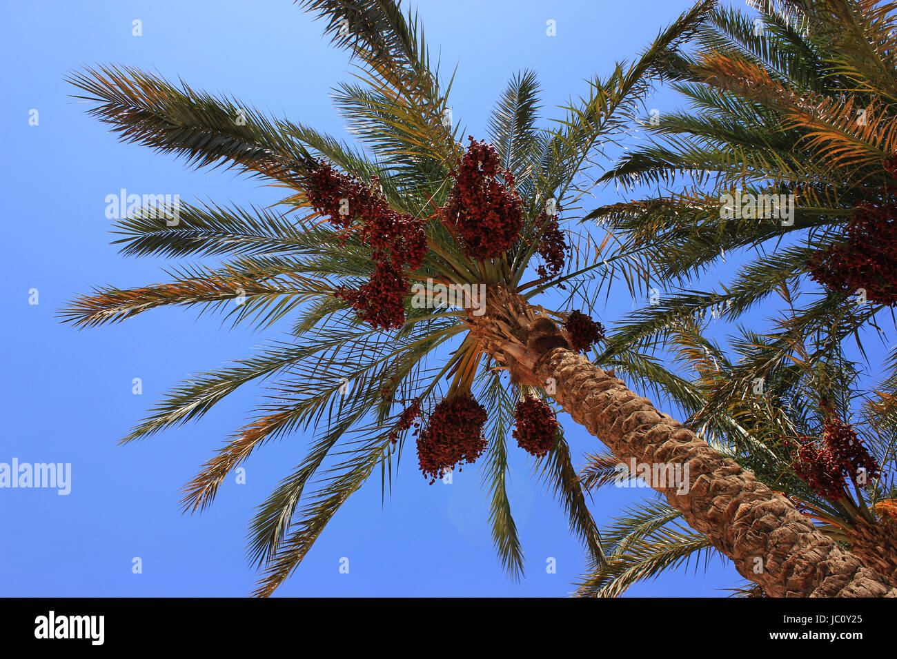 Date palm bottom view hi-res stock photography and images - Alamy