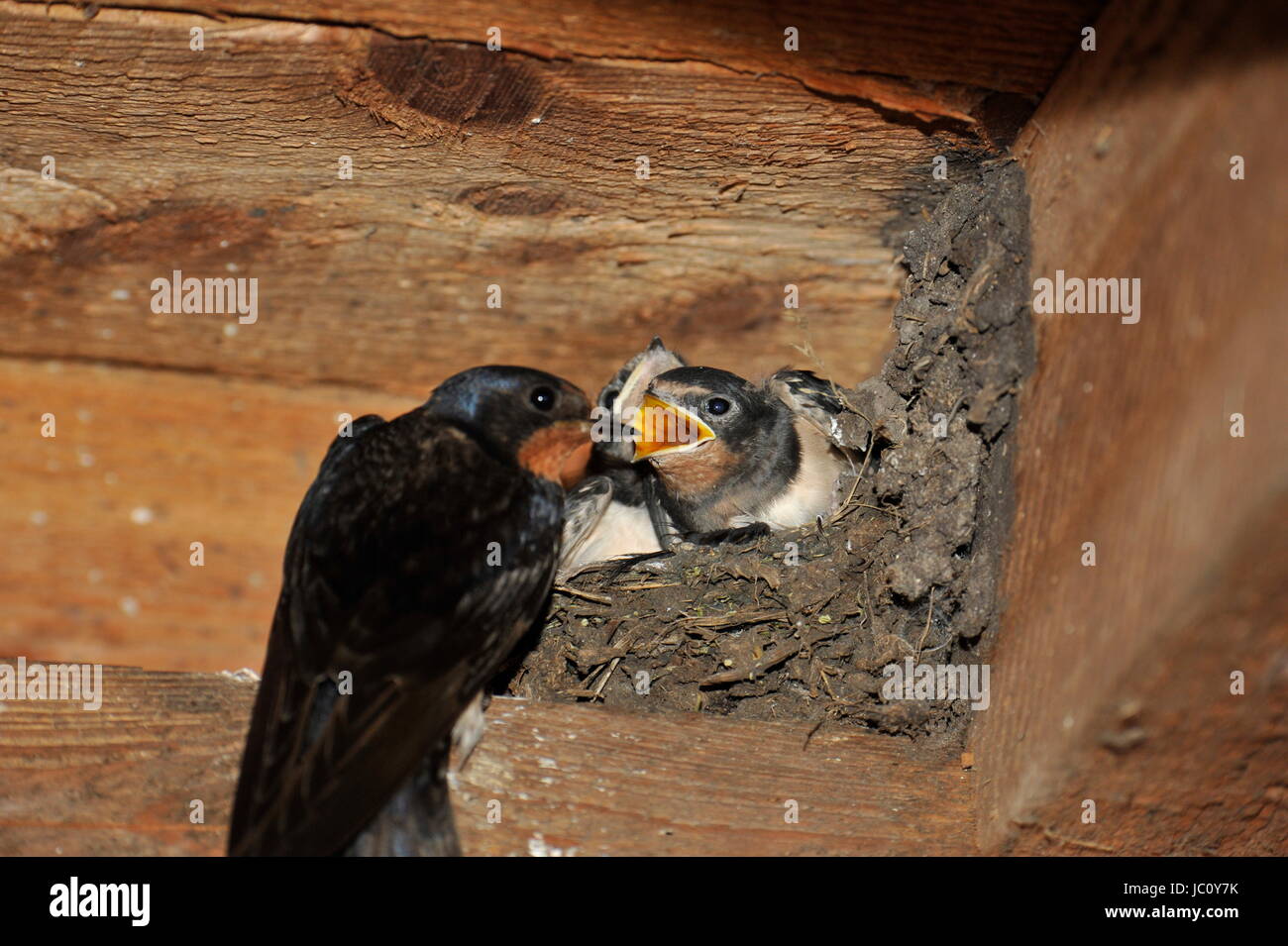 Swallow nest monastery hi-res stock photography and images - Alamy