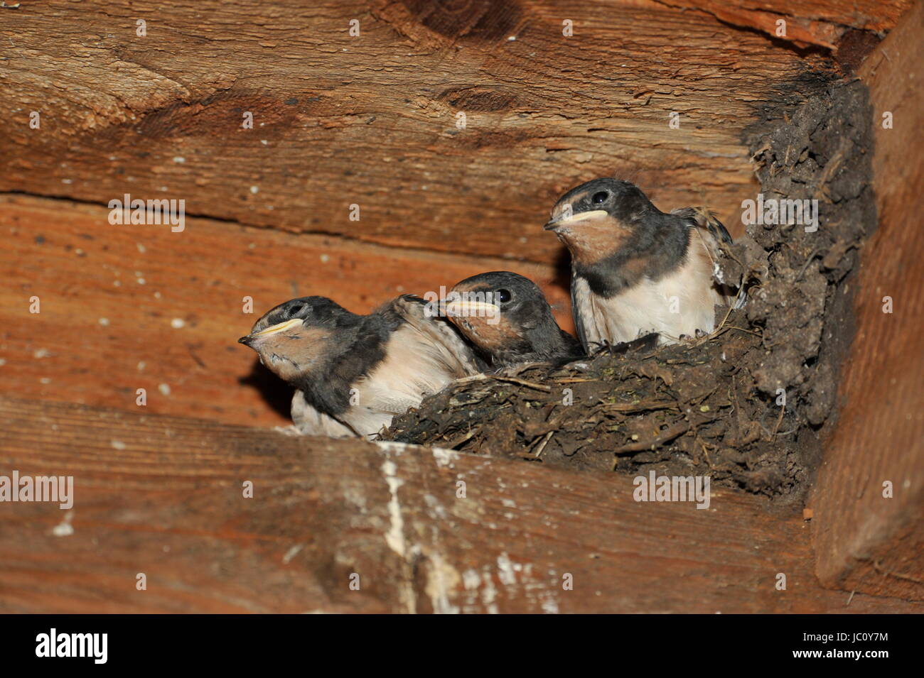 Swallow nest with chicks at Steinhuder Meer,Germany Stock Photo - Alamy