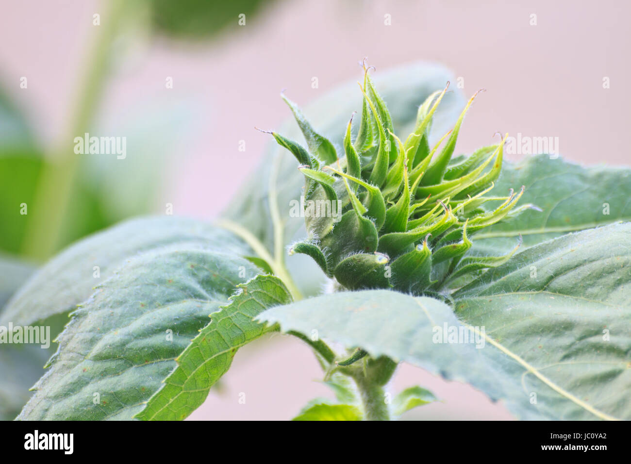 Sunflower buds, Young sunflower field in Thailand Stock Photo - Alamy