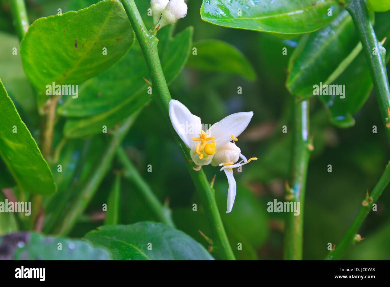 Flowering lemon tree with green leaf in garden Stock Photo - Alamy