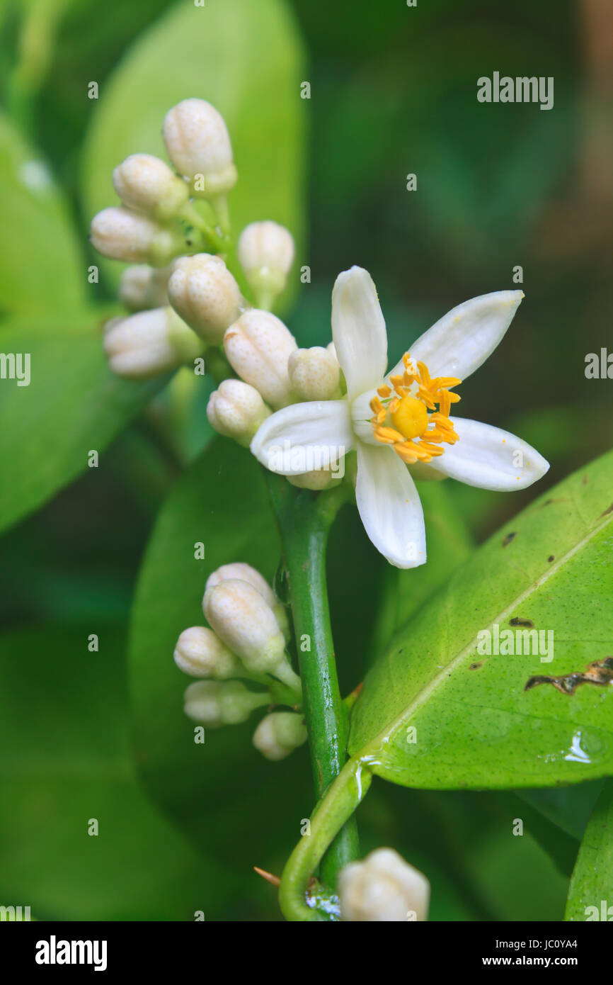 Flowering lemon tree with green leaf in garden Stock Photo - Alamy