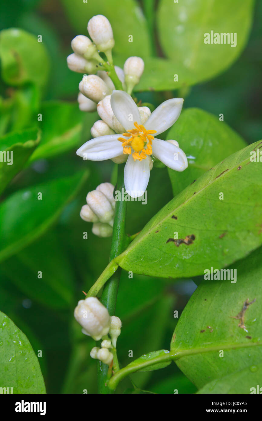 Flowering lemon tree with green leaf in garden Stock Photo - Alamy