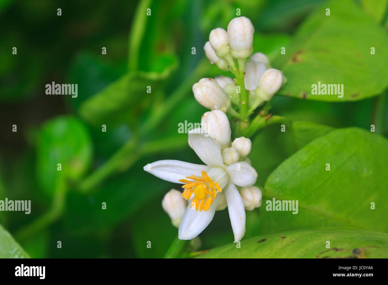 Flowering lemon tree with green leaf in garden Stock Photo - Alamy