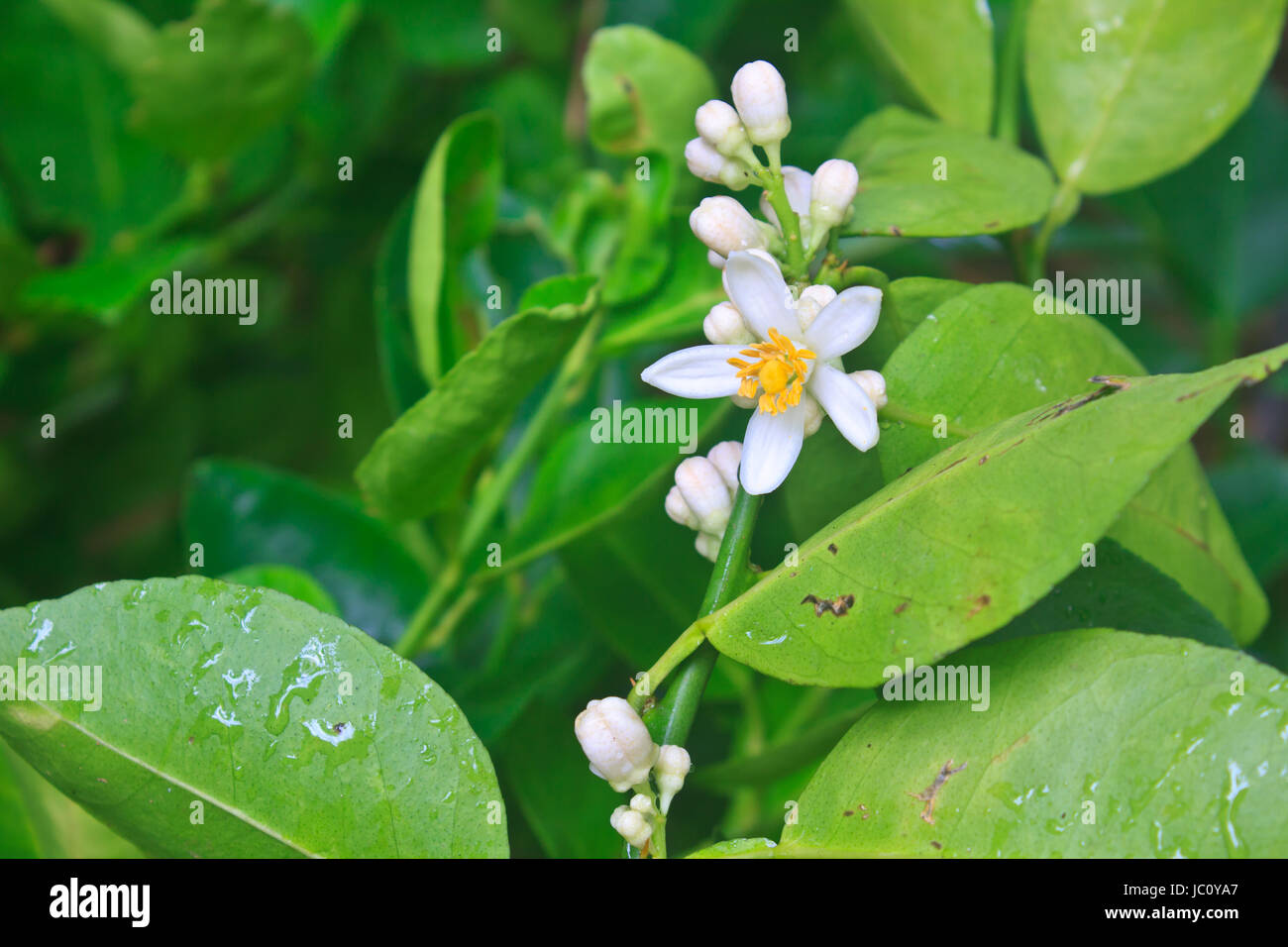 Flowering lemon tree with green leaf in garden Stock Photo - Alamy