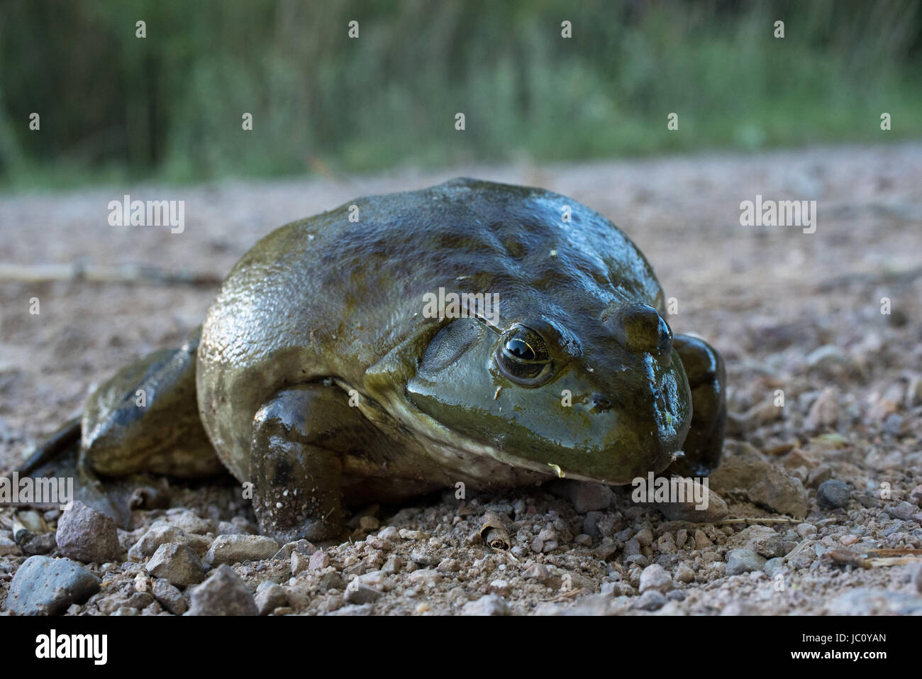 American Bullfrog, (Lithobates catesbeianus), Bosque del Apache ...