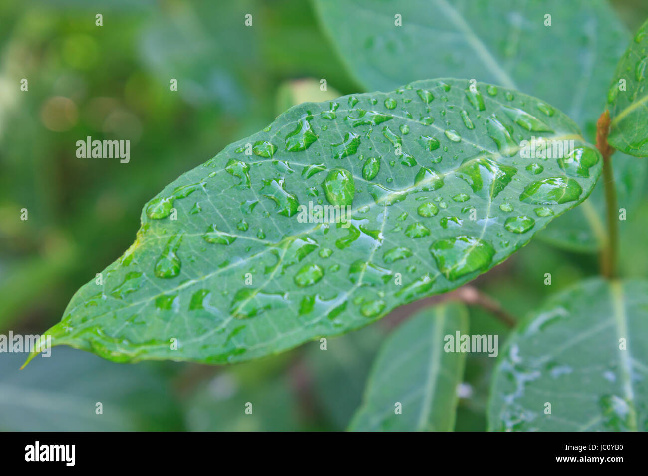 Beautiful green leaf with drops of water Stock Photo - Alamy