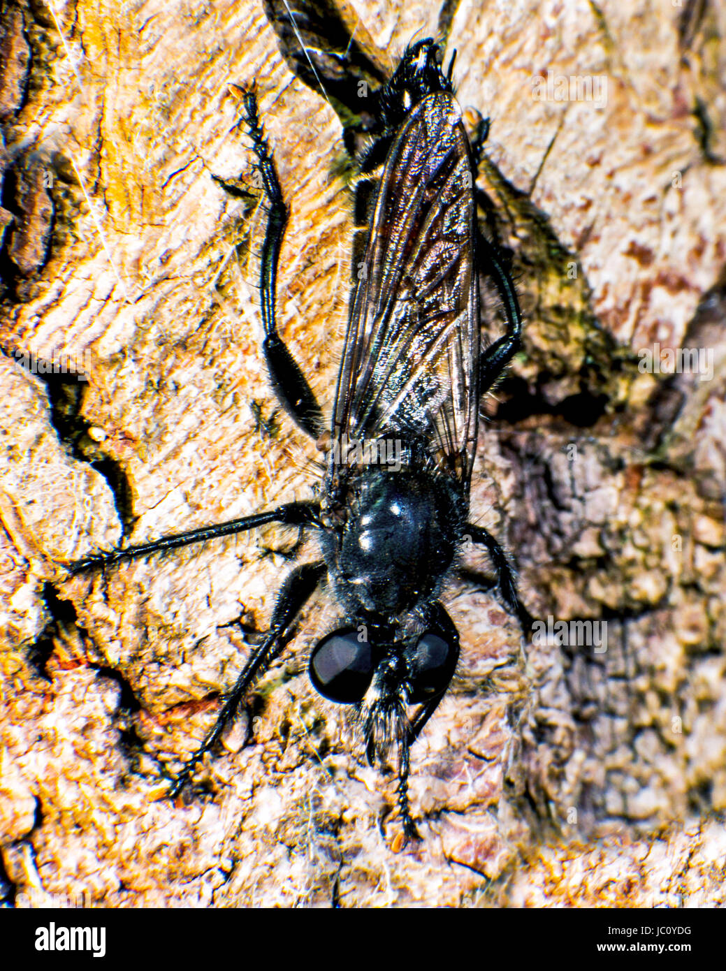 Black Robber Fly
