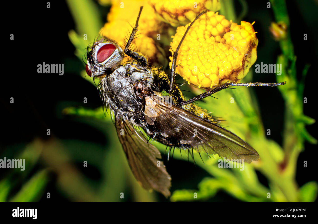 Big Fly on a Yellow Flower Stock Photo - Alamy