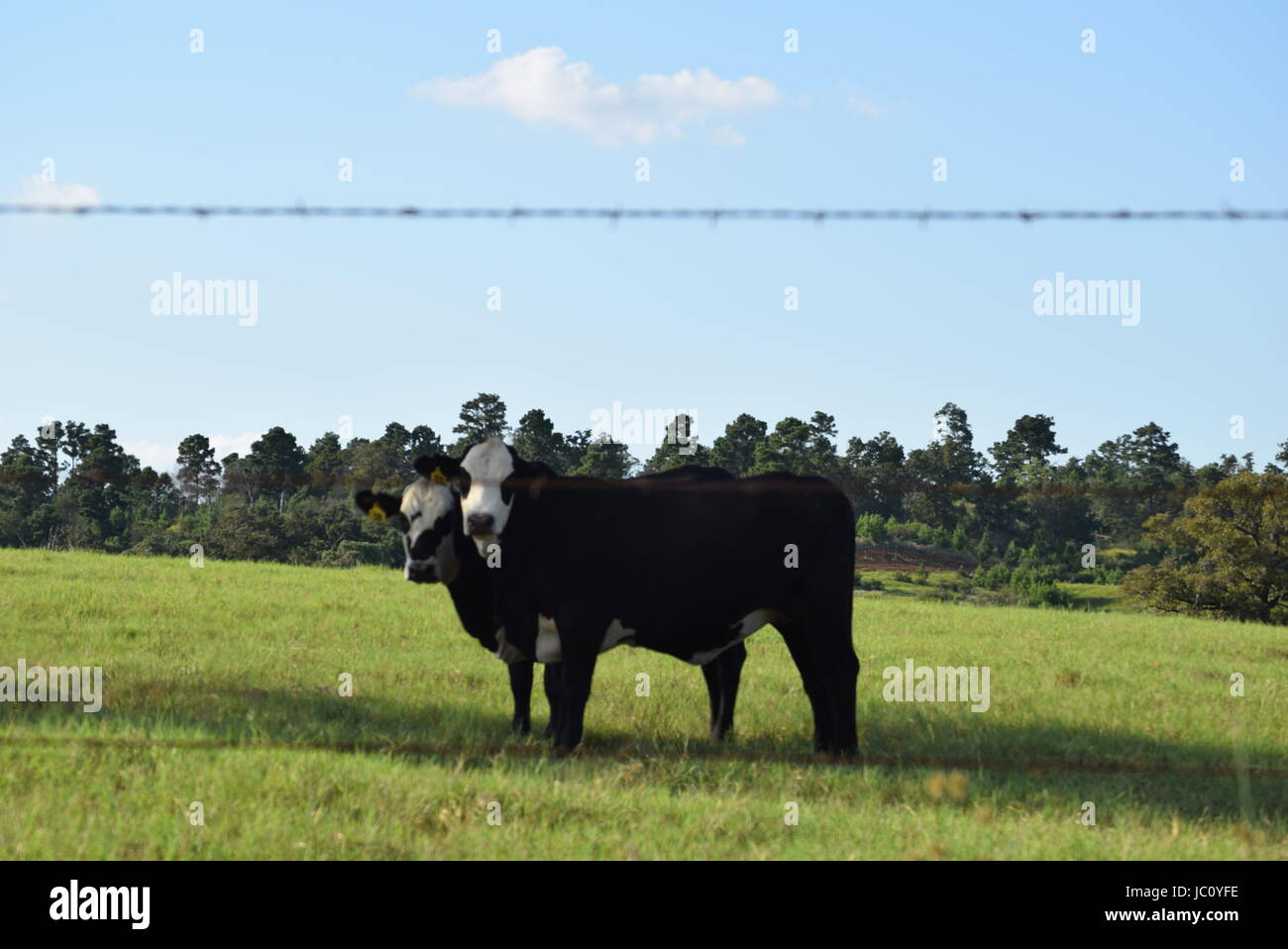 Surprised Cows in a Field Stock Photo - Alamy
