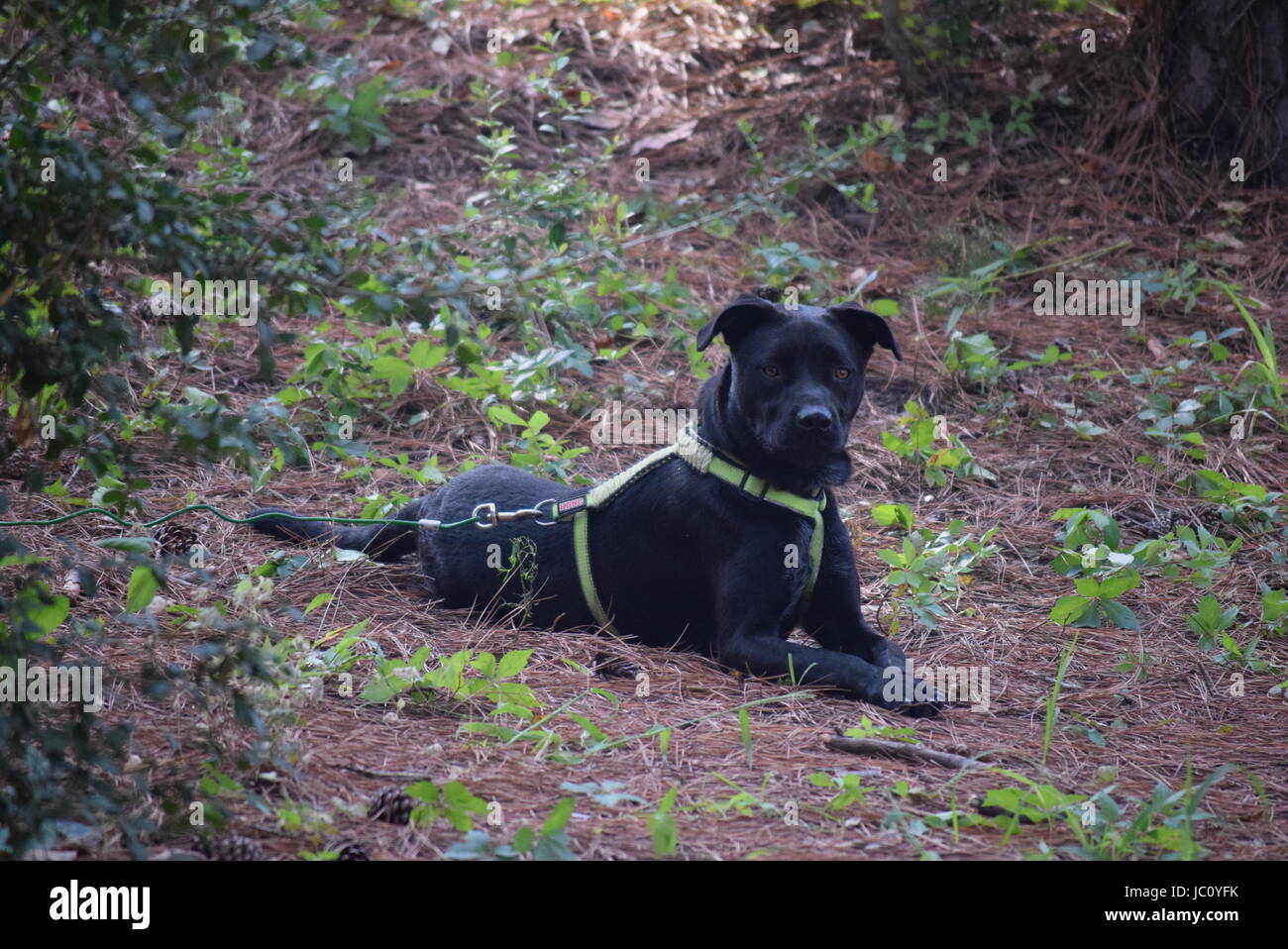 Black Lab Chilling in the Woods Stock Photo - Alamy